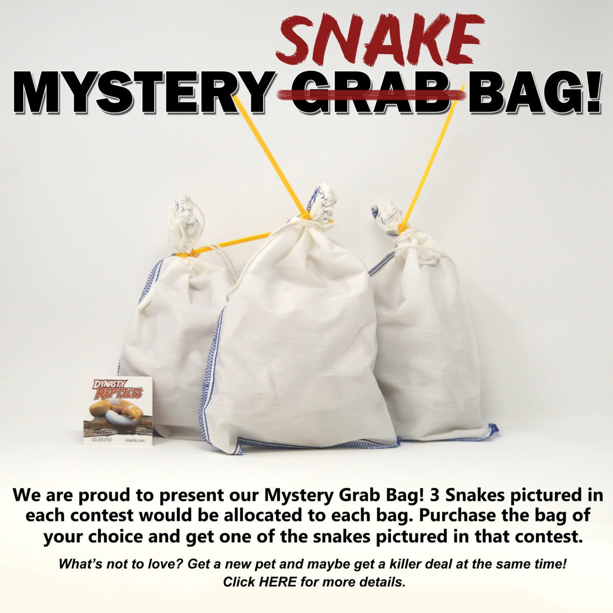 Best Price Ball Pythons For Sale - Dynasty Reptiles