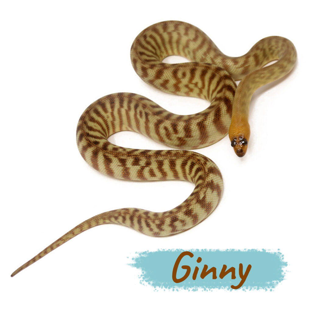 Woma Python (Aspidites ramsayi) - Dynasty Reptiles