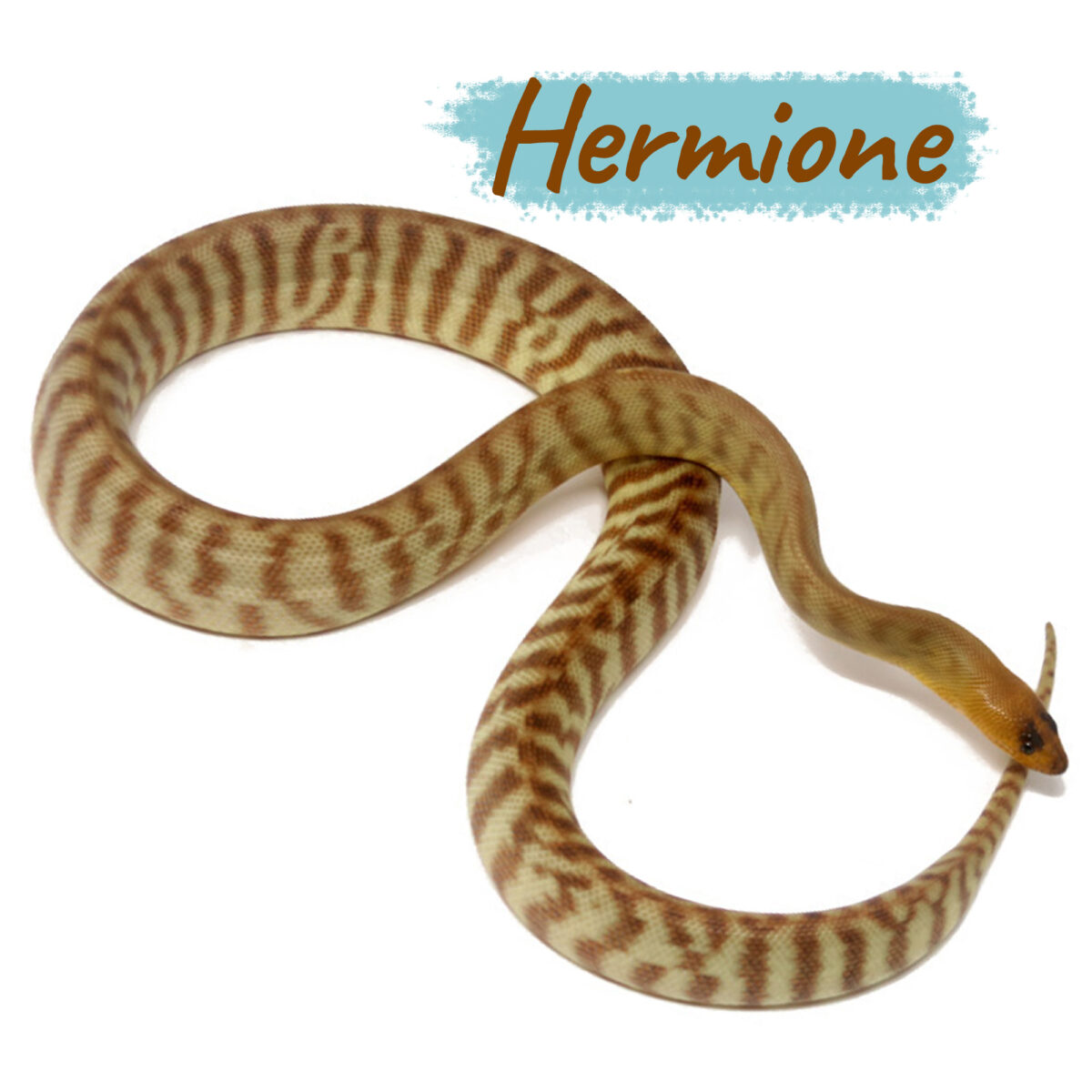 Woma Python (Aspidites ramsayi) - Dynasty Reptiles