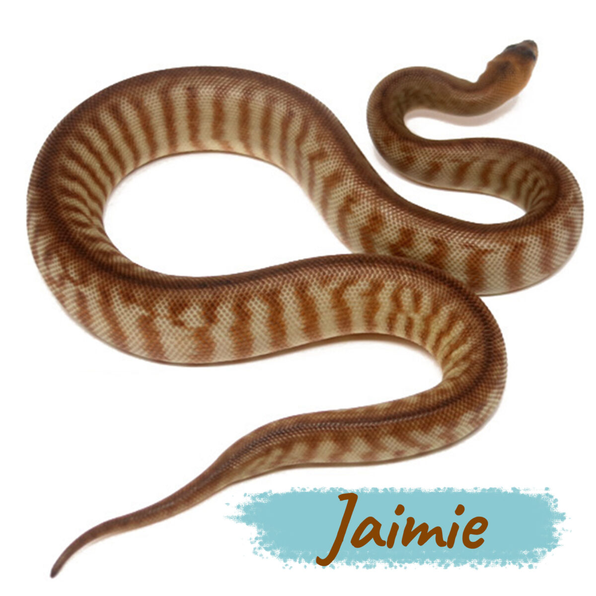 Woma Python (Aspidites ramsayi) - Dynasty Reptiles