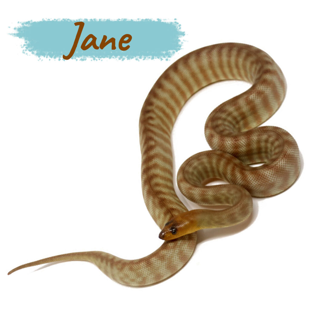 Woma Python (Aspidites ramsayi) - Dynasty Reptiles