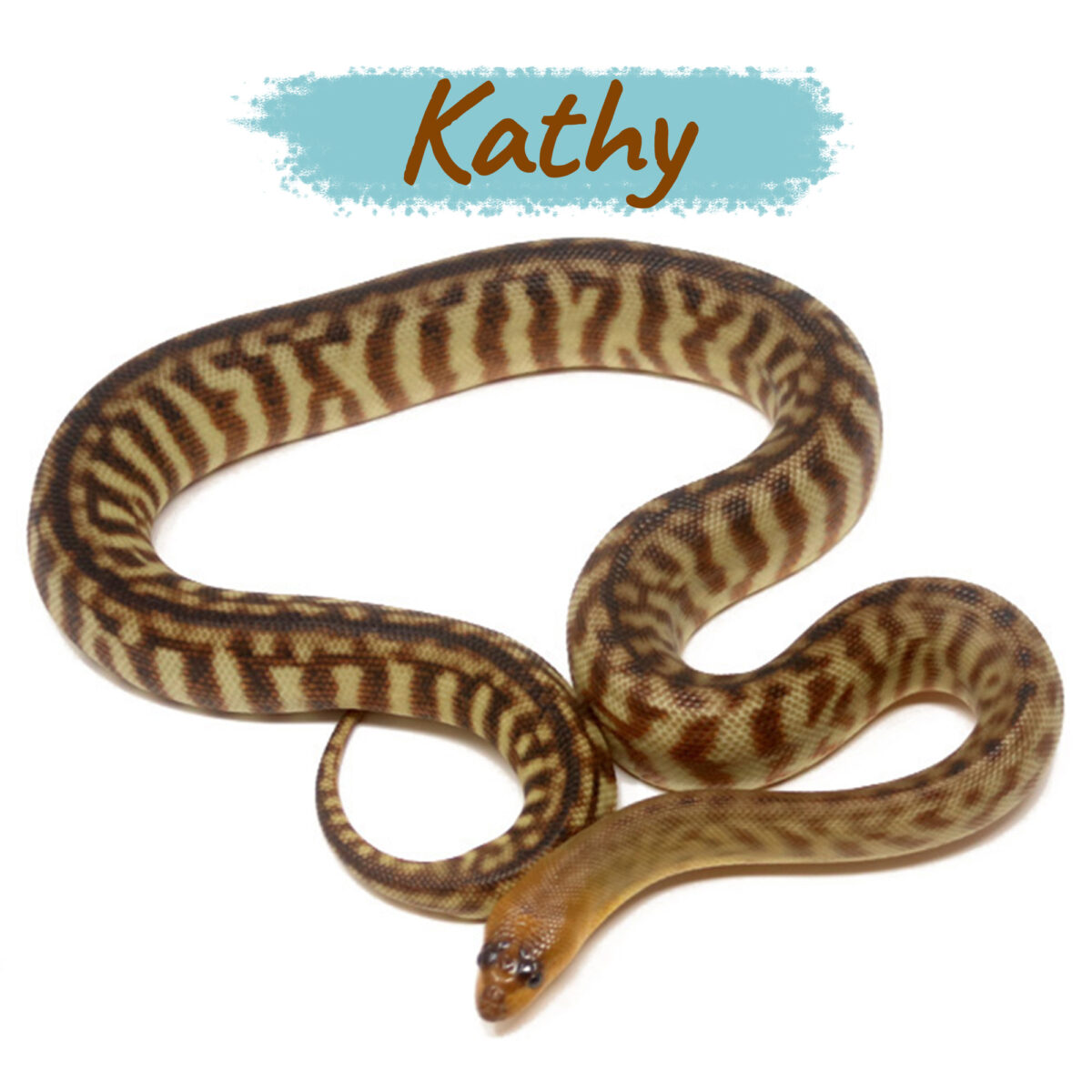 Woma Python (Aspidites ramsayi) - Dynasty Reptiles