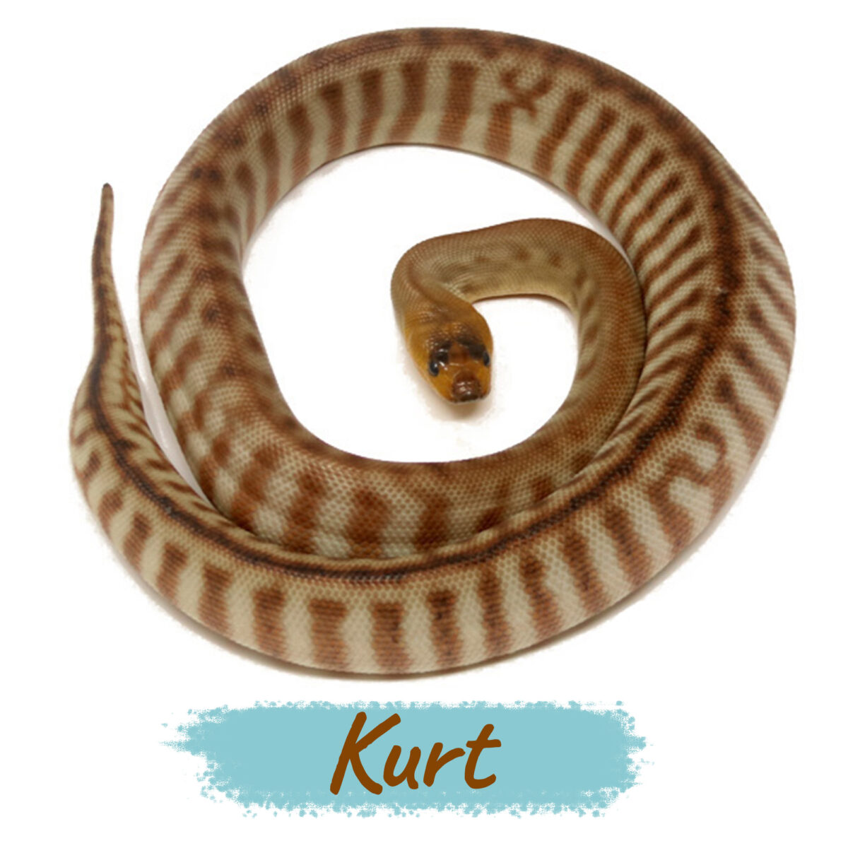Woma Python (Aspidites ramsayi) - Dynasty Reptiles