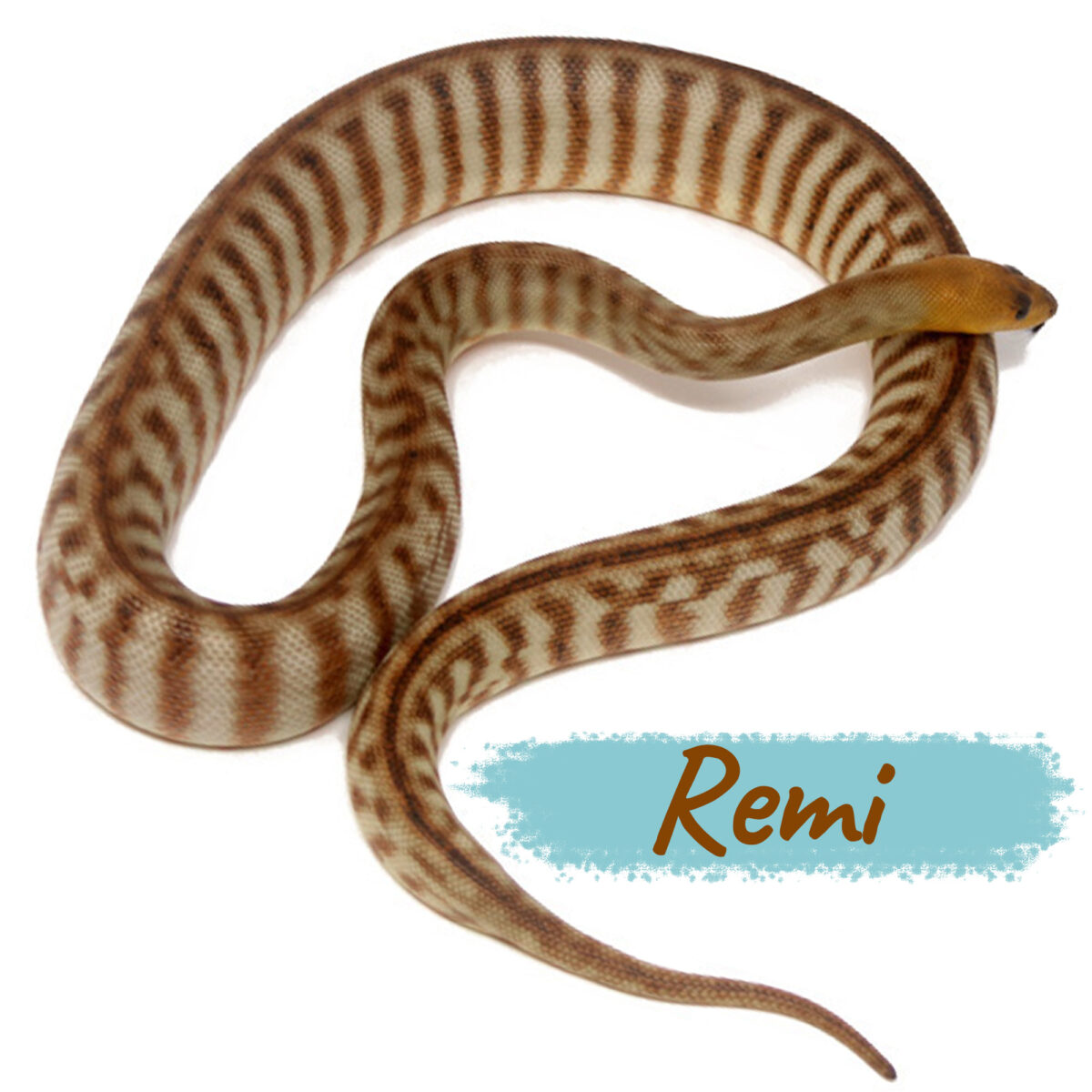 Woma Python (Aspidites ramsayi) - Dynasty Reptiles