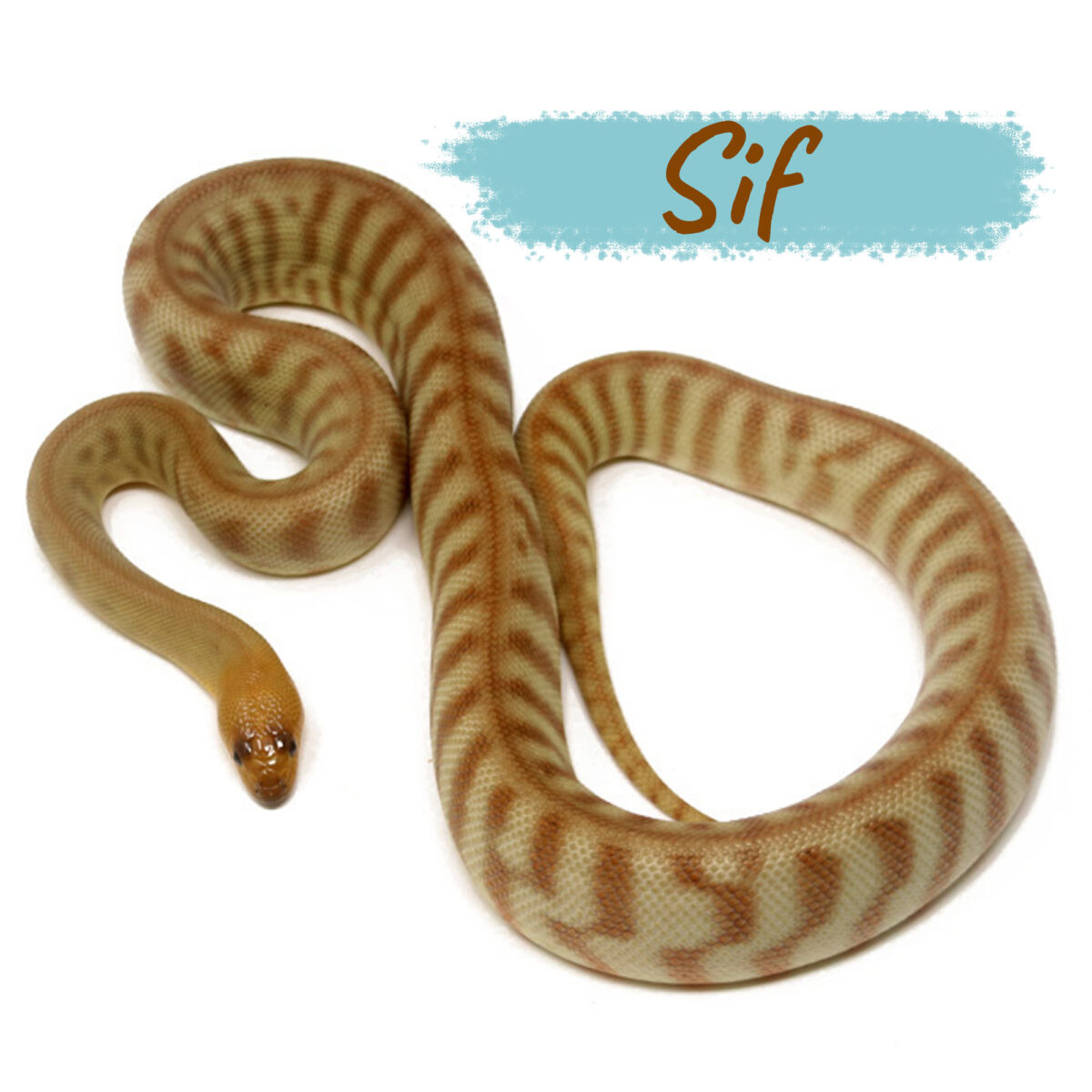 Woma Python (Aspidites ramsayi) - Dynasty Reptiles