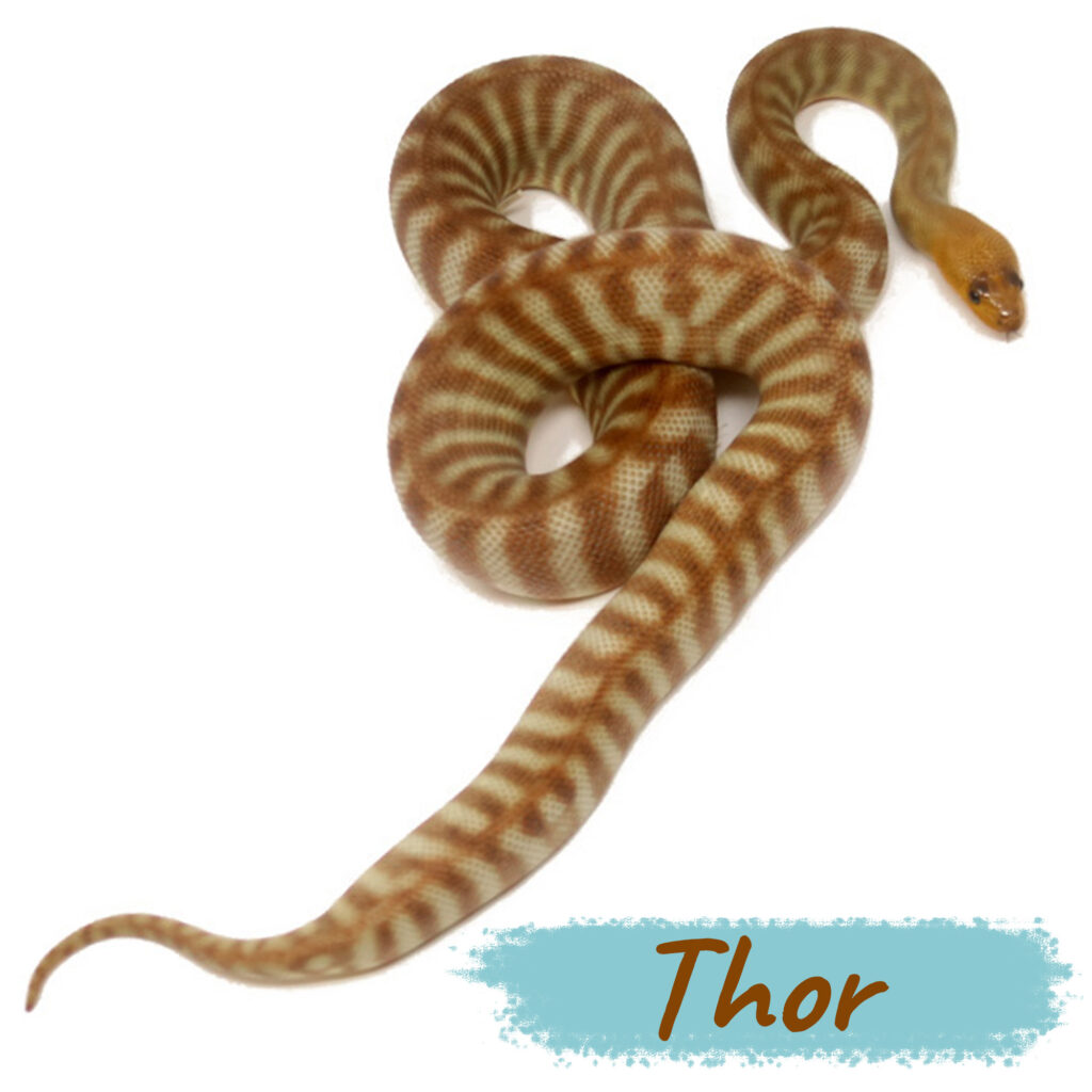 Woma Python (Aspidites ramsayi) - Dynasty Reptiles