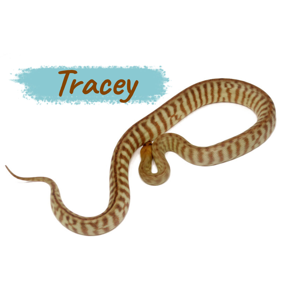 Woma Python (Aspidites ramsayi) - Dynasty Reptiles