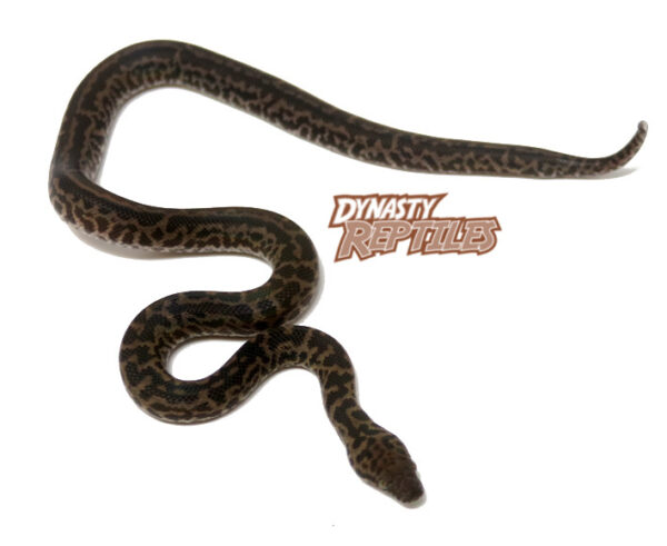 stripe-spotted-python-male-dynasty-reptiles