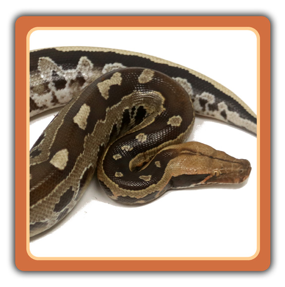 Other Pythons - Dynasty Reptiles