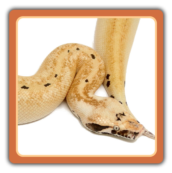 Other Pythons - Dynasty Reptiles