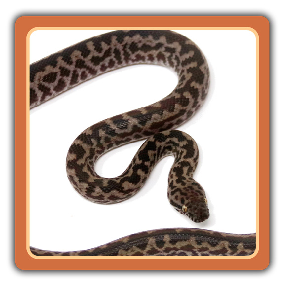 Other Pythons - Dynasty Reptiles