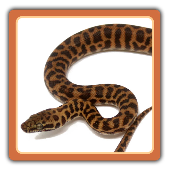 Other Pythons - Dynasty Reptiles