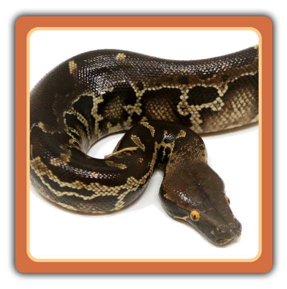 Other Pythons - Dynasty Reptiles