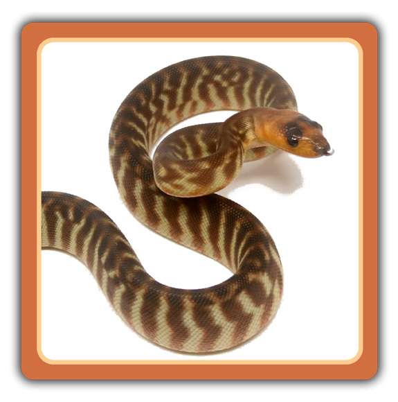 Other Pythons - Dynasty Reptiles