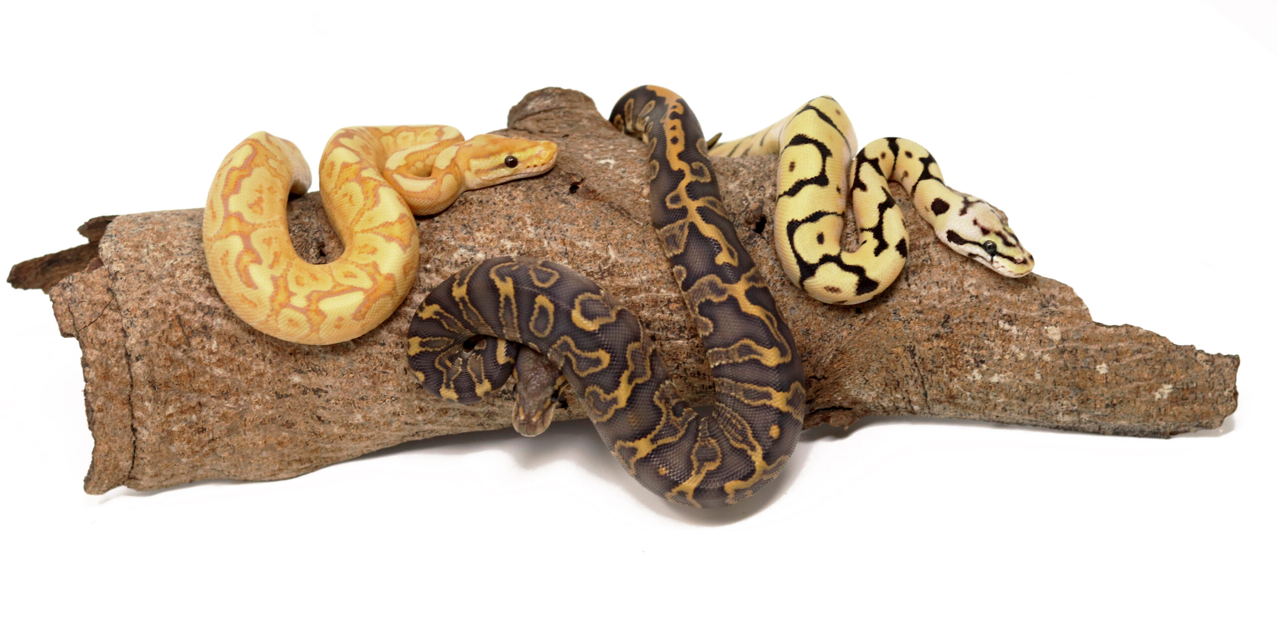 Cover - Dynasty Reptiles