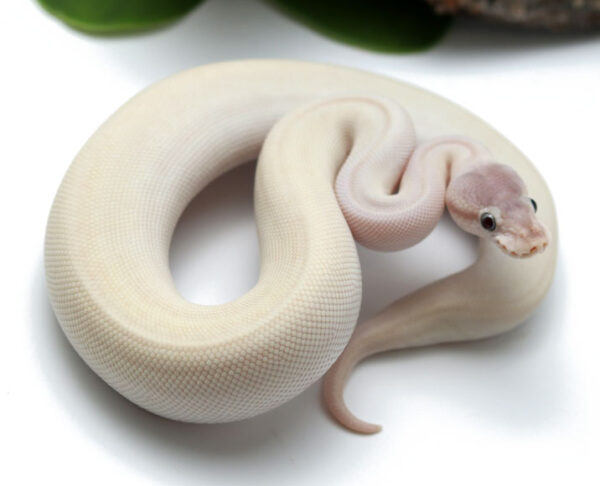 Super Mojave (Female) - Dynasty Reptiles