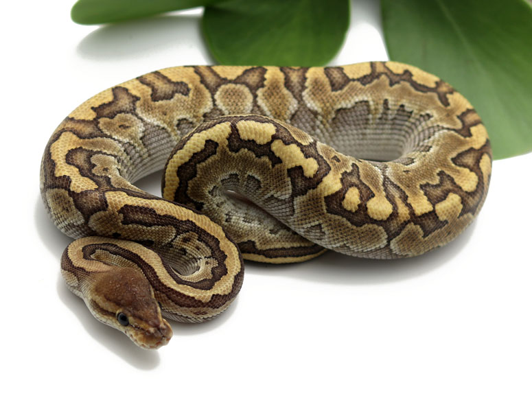 Raven Kingpin (Female) - Dynasty Reptiles