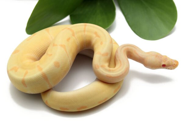 Banana Albino Enchi Pin (Male) - Dynasty Reptiles