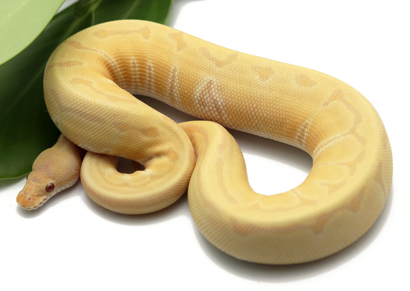 Candino Pin (Female) - Dynasty Reptiles