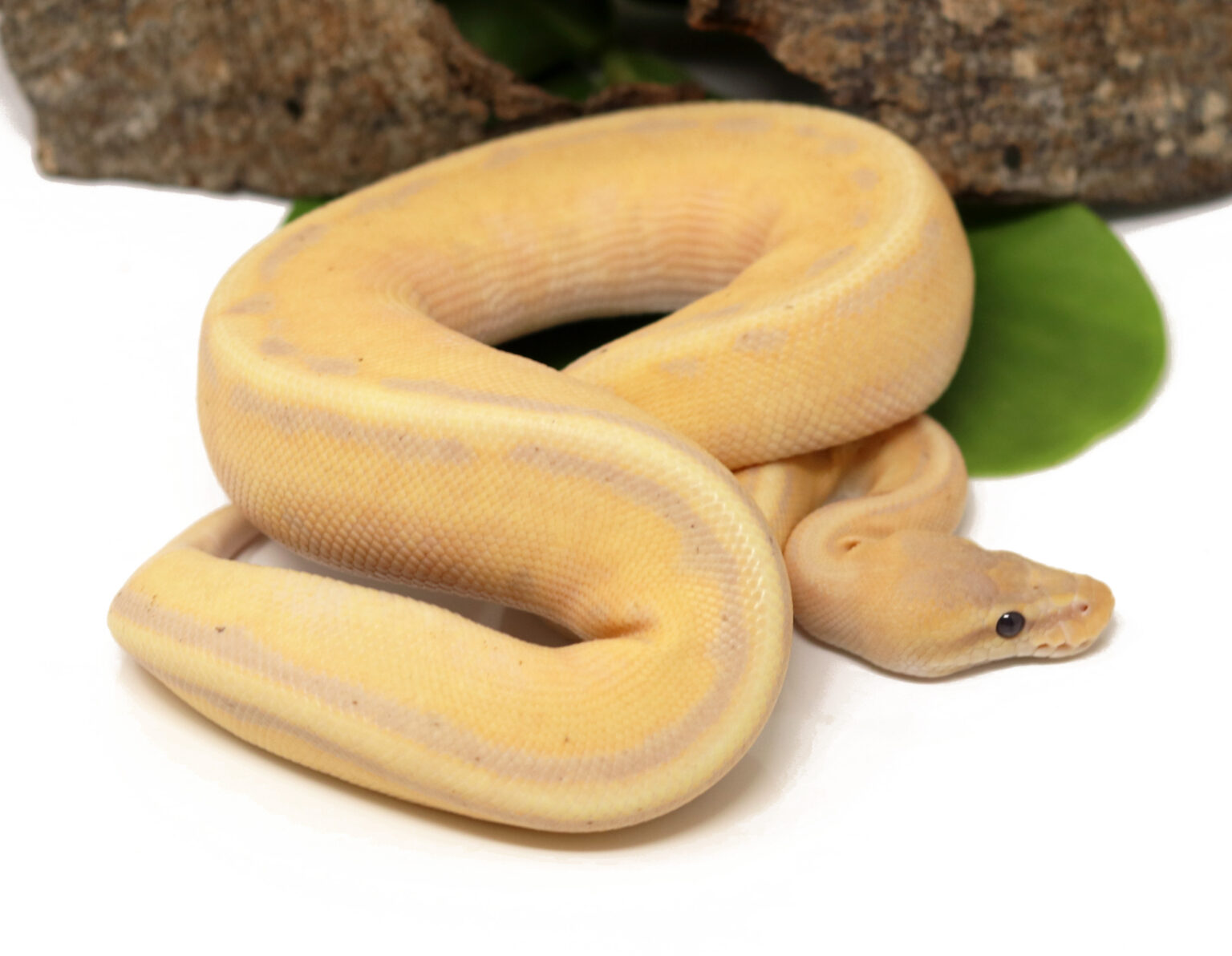 Banana Genetic Stripe (Female) - Dynasty Reptiles