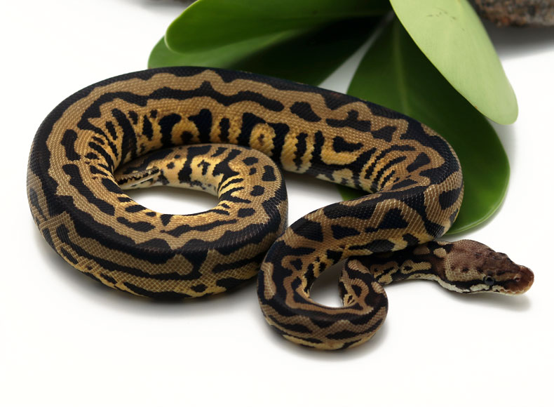 Leopard Spotnose Pastel Enchi? (Female) - TEMP - Dynasty Reptiles