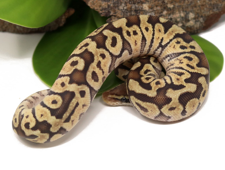 Pastave Woma (Male) - Dynasty Reptiles