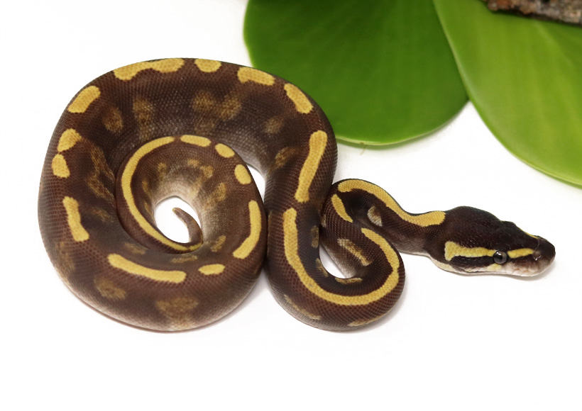 GHI Mojave Enchi (Female) - TEMP - Dynasty Reptiles