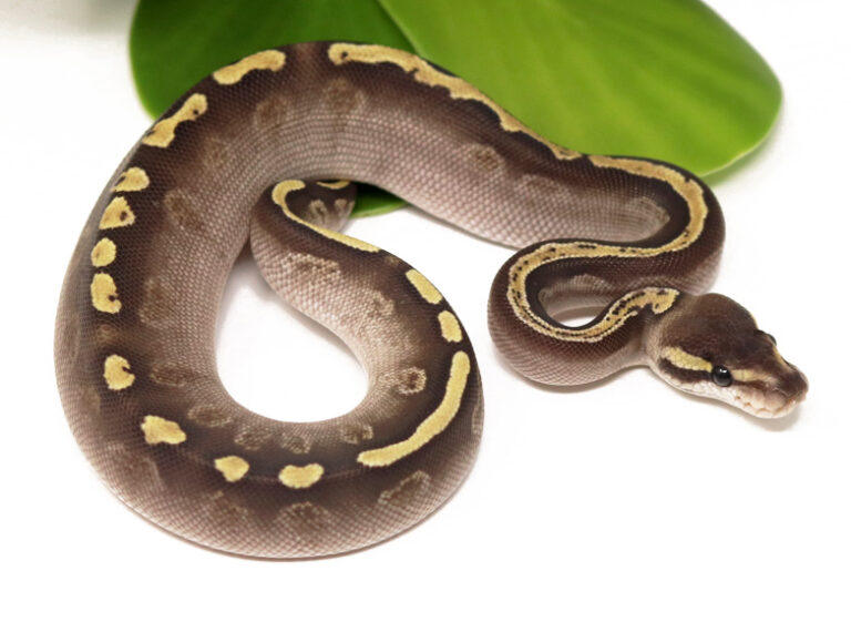 GHI Mojave Cinnamon (Female) - Dynasty Reptiles