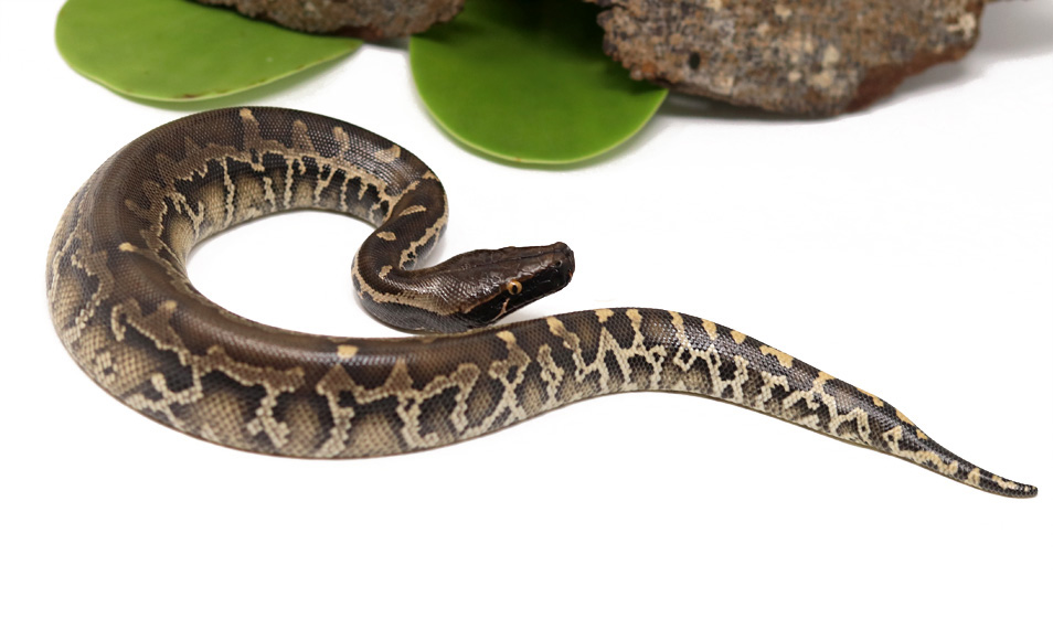 Sumatran Sort-Tailed Python (Female) - Dynasty Reptiles