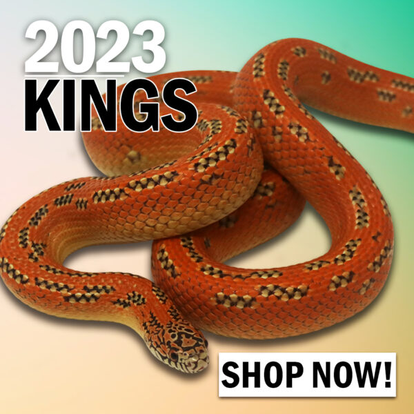 Ball Pythons and Other Reptiles For Sale - Dynasty Reptiles