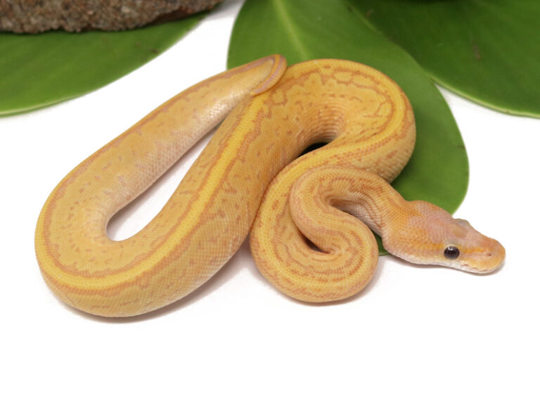 Banana Bongo Pin (FM) (Male) - Dynasty Reptiles