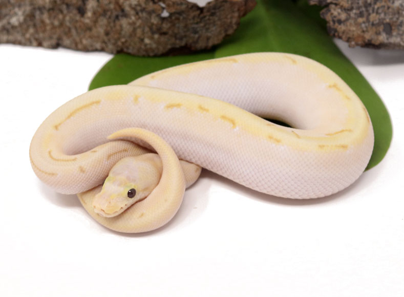 Banana Spinner Blast Enchi Calico (Male) - Dynasty Reptiles