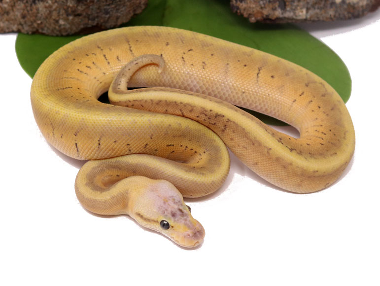 Super Blast (Male) - Dynasty Reptiles