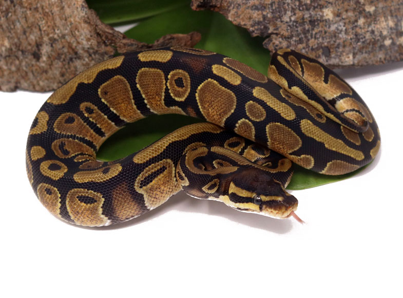 Het Pied Poss Het sunset (Female) - Dynasty Reptiles