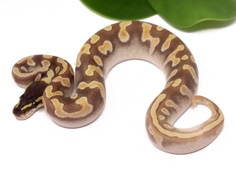 GHI Enchi Butter Calico (Female) - TEMP - Dynasty Reptiles