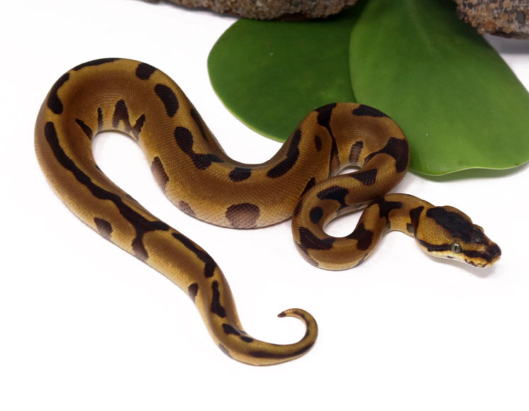 Leopard Super Enchi (Female) - Dynasty Reptiles