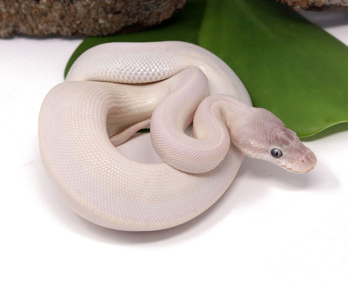 Blue Eye Leucistic [BF-BEL] (Male) - Dynasty Reptiles