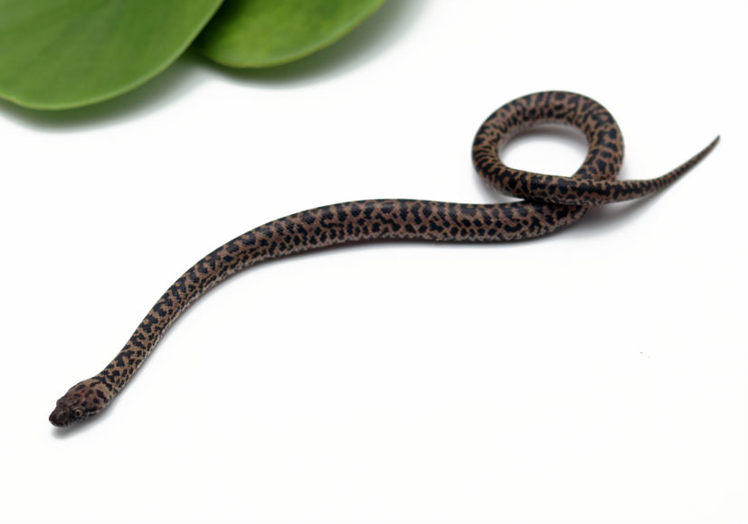 Het Granite Spotted Python (Female) - Dynasty Reptiles