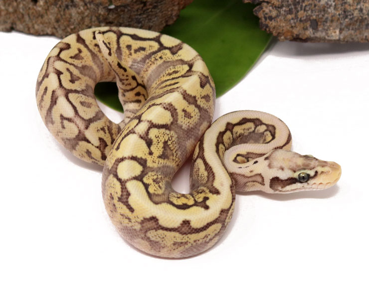 GHI Raven Pastave Bee (Female) - Dynasty Reptiles