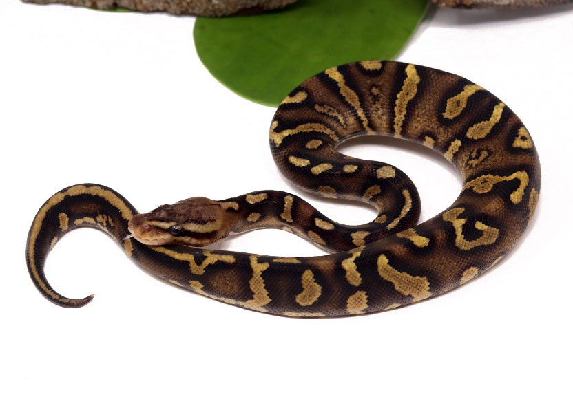 Super Raven YB (Male) - Dynasty Reptiles