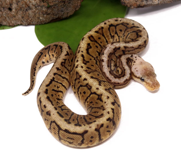Raven Lemonblast Spotnose (Female) - Dynasty Reptiles