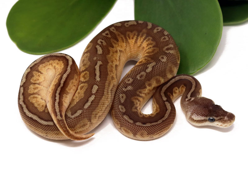 Sunset Pewter Enchi (Male) - Dynasty Reptiles