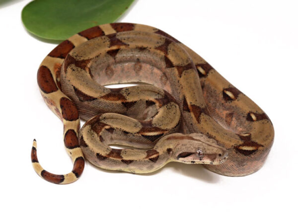Hypo Colombian Red-Tail Boa (Female) - Dynasty Reptiles