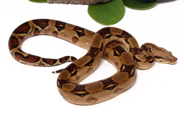 Colombian Red-Tail Boa (Female) - Dynasty Reptiles