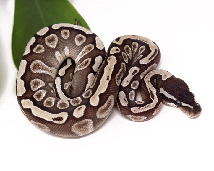 GHI Butter Poss Het Tristripe (Male) - Dynasty Reptiles