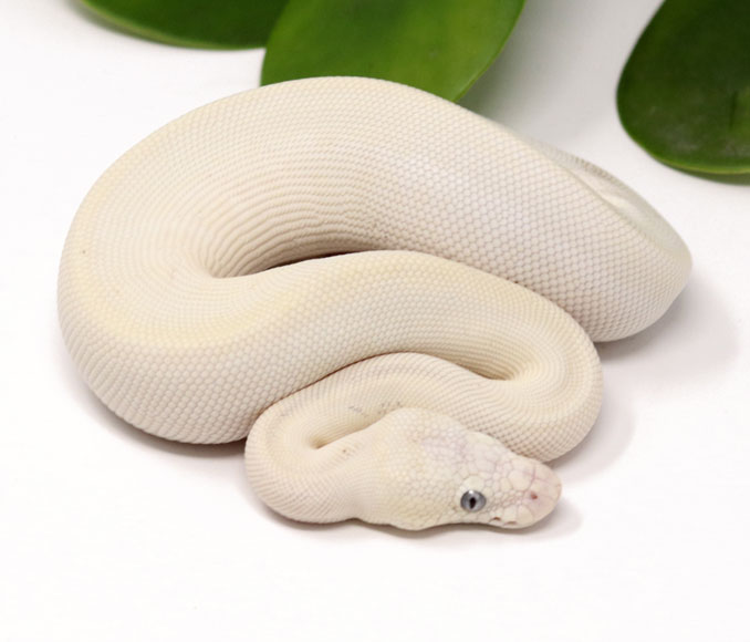 Bamboo Blue Eye Leucistic Leopard (Female) - Dynasty Reptiles