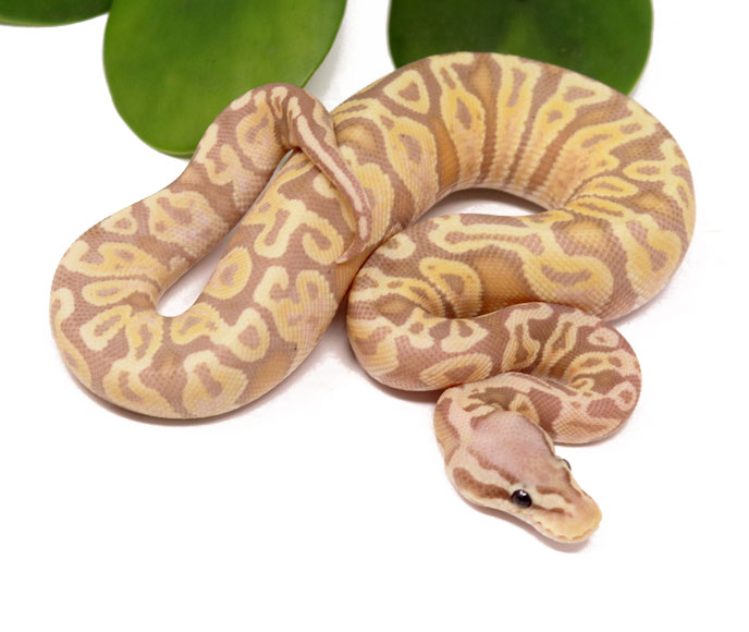 Banana GHI Pastel (FM) (Male) - Dynasty Reptiles