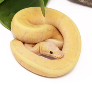 Banana Super Blast Enchi (Male) - Dynasty Reptiles