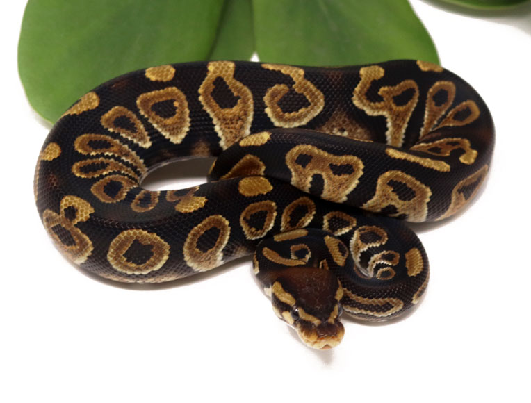 Sentinel Raven (Male) - Dynasty Reptiles