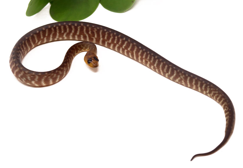 Woma Python (Female) - Dynasty Reptiles